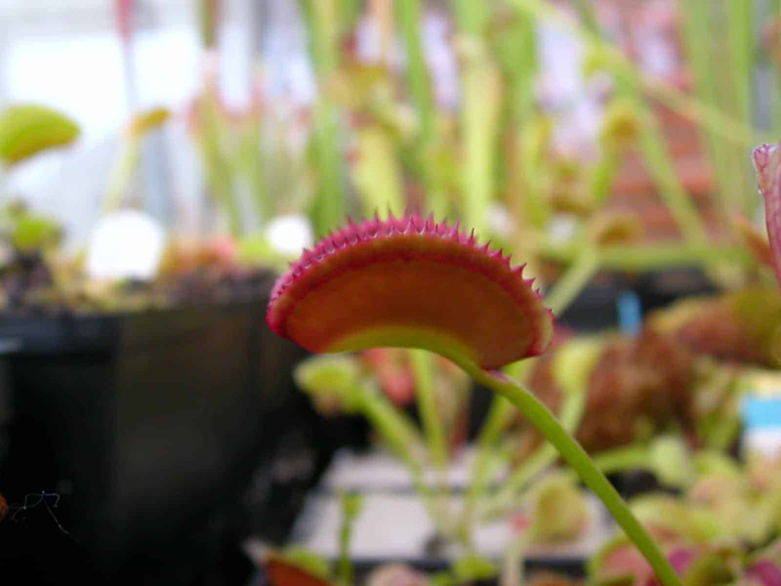 Dionaea growlist - Hungrytraps