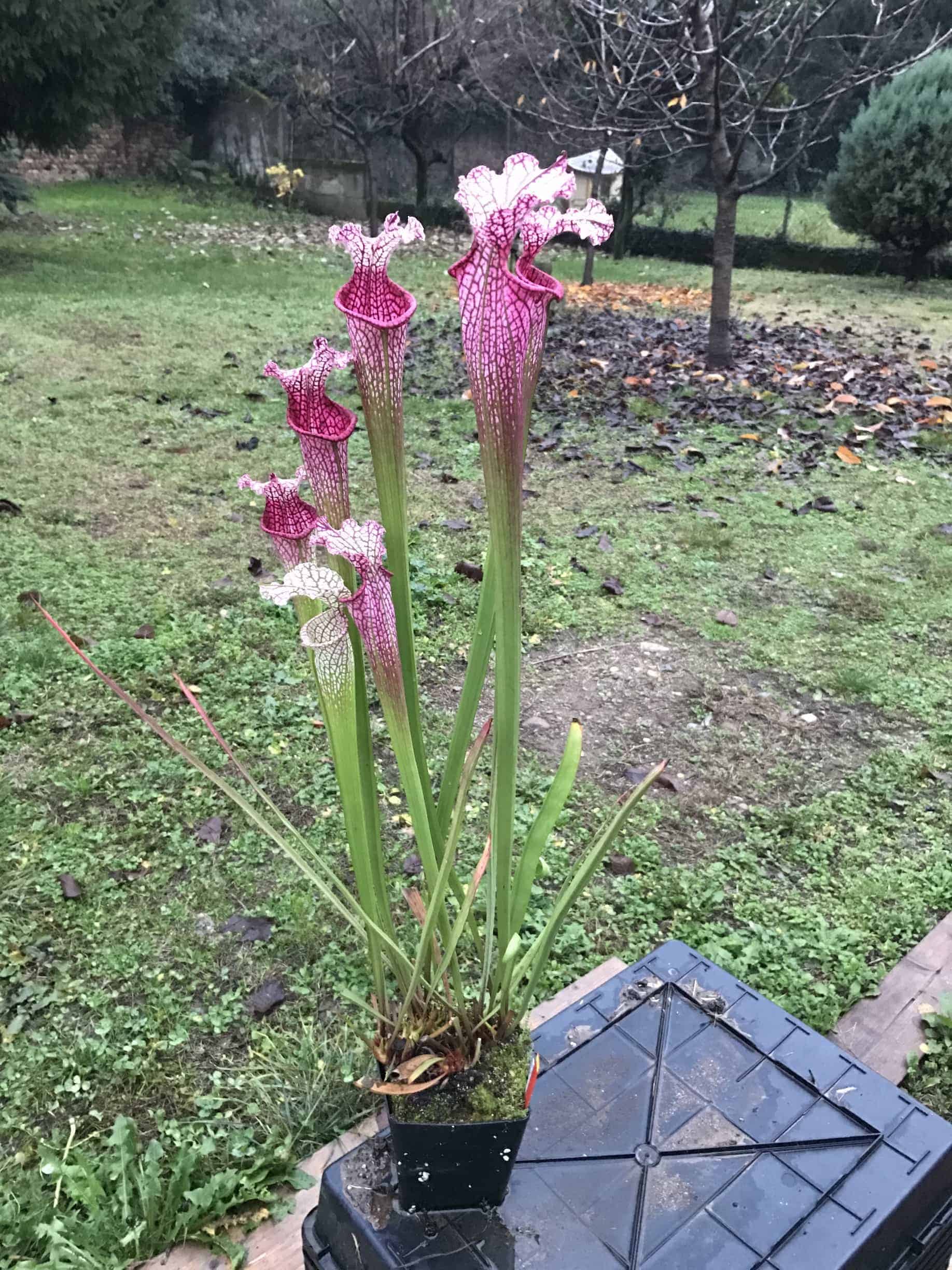 L1A - Sarracenia leucophylla, L57MK x L18MK | Hungrytraps