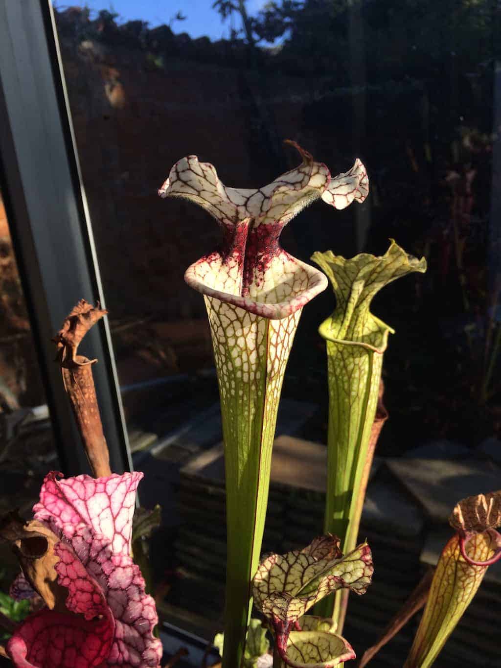 H6A - Sarracenia × L57MK x Adrian Slack | Hungrytraps