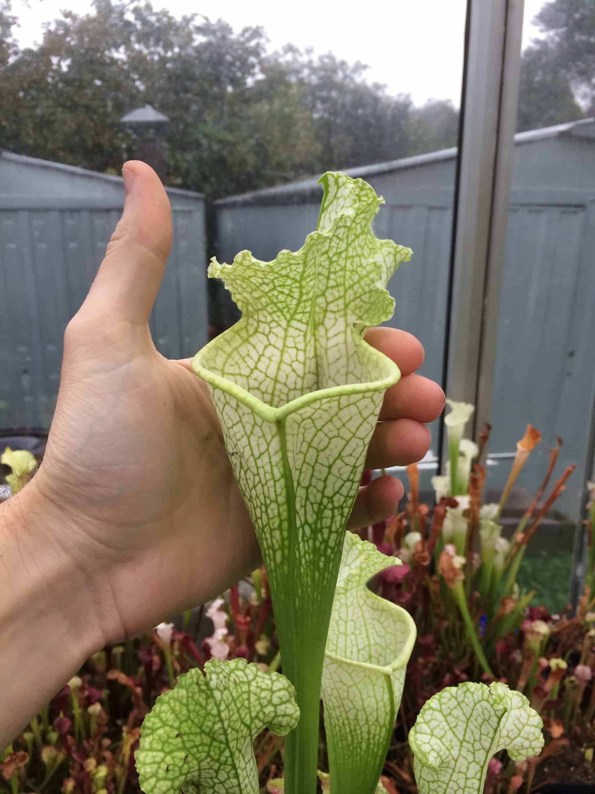 S. x leucophylla, "White Juthatip" | Hungrytraps