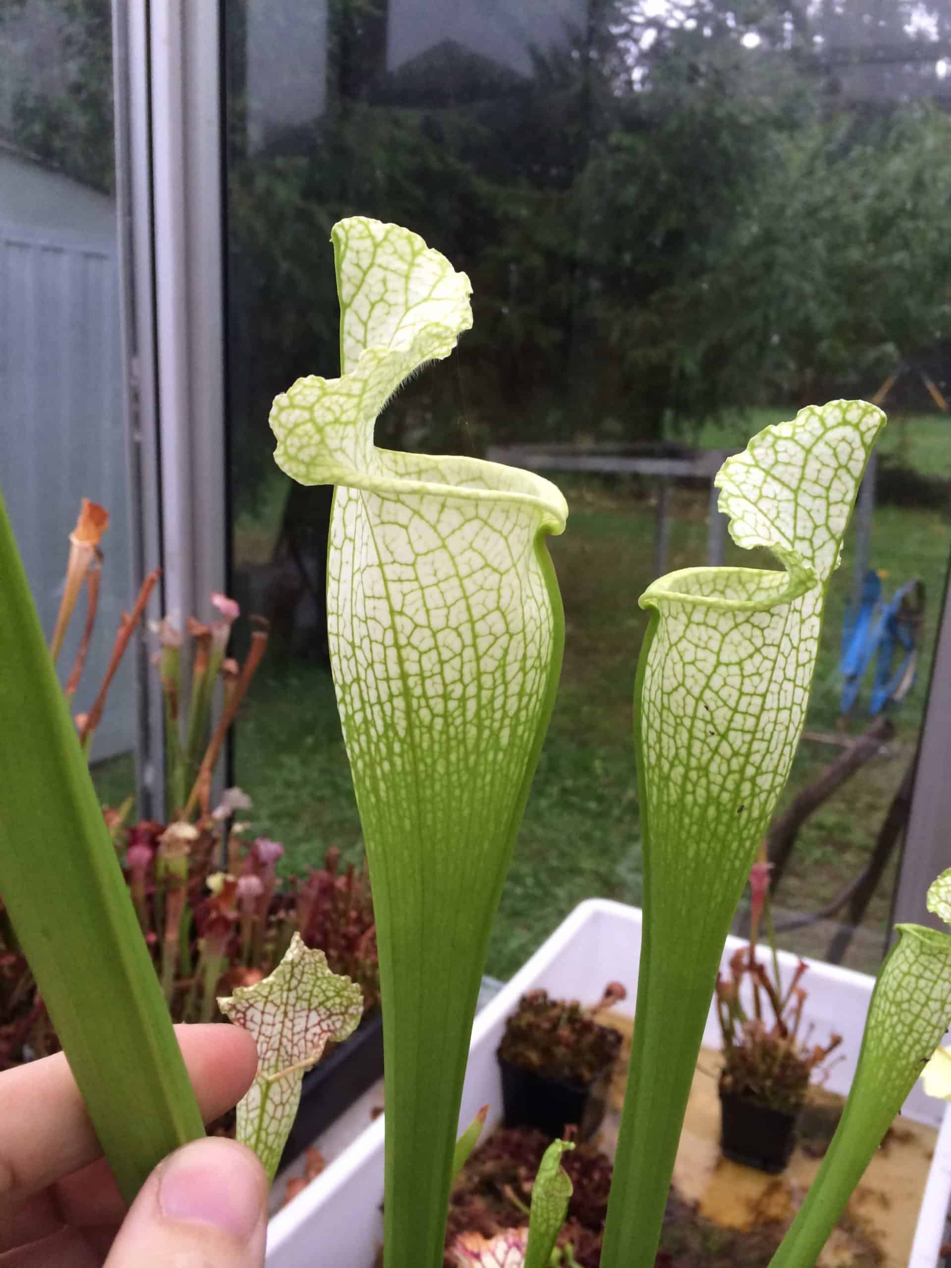 S. x leucophylla, "White Juthatip" | Hungrytraps