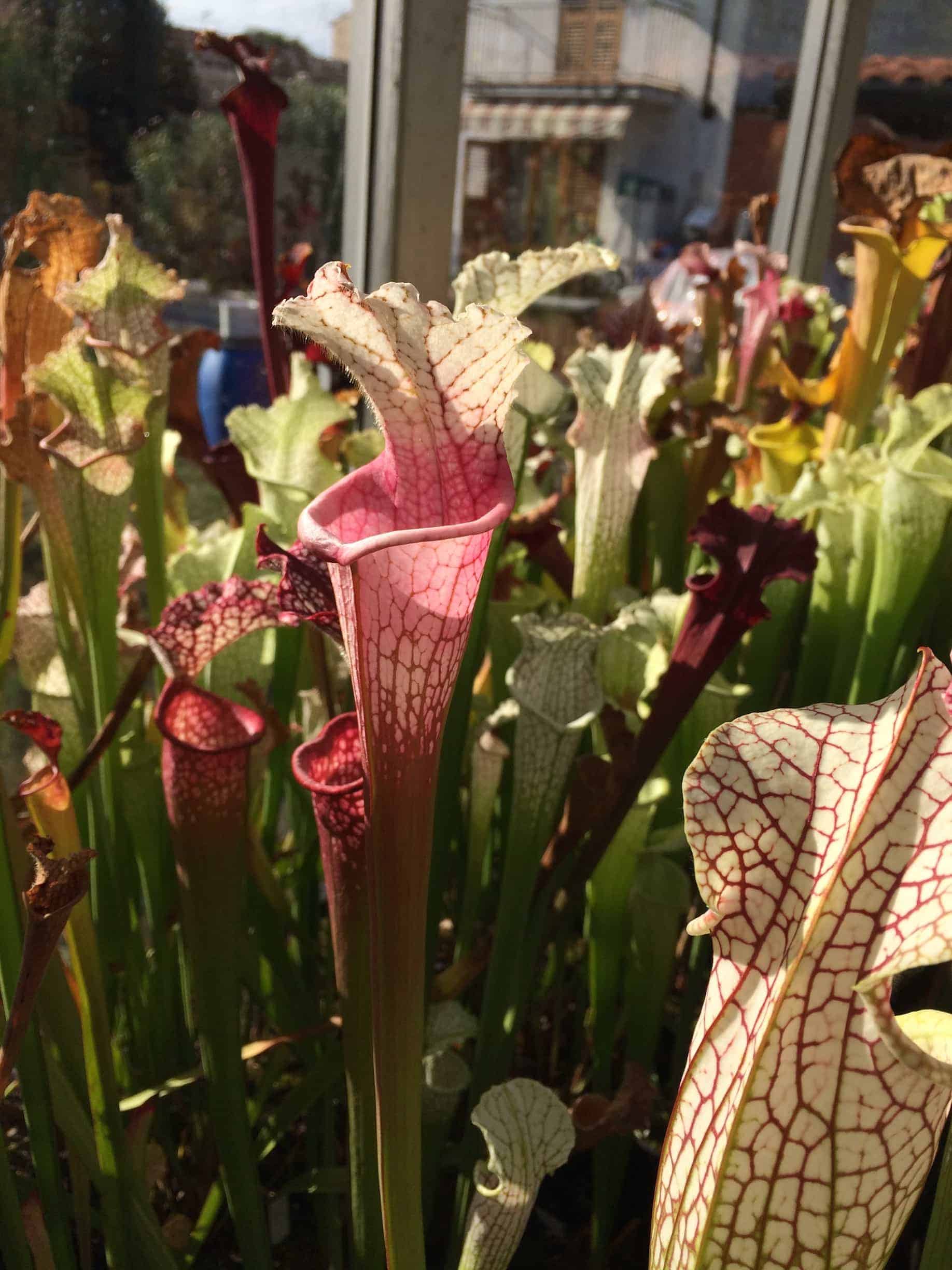 S. leucophylla, "Ruby Joyce" x alba (No. 5) L131MK | Hungrytraps