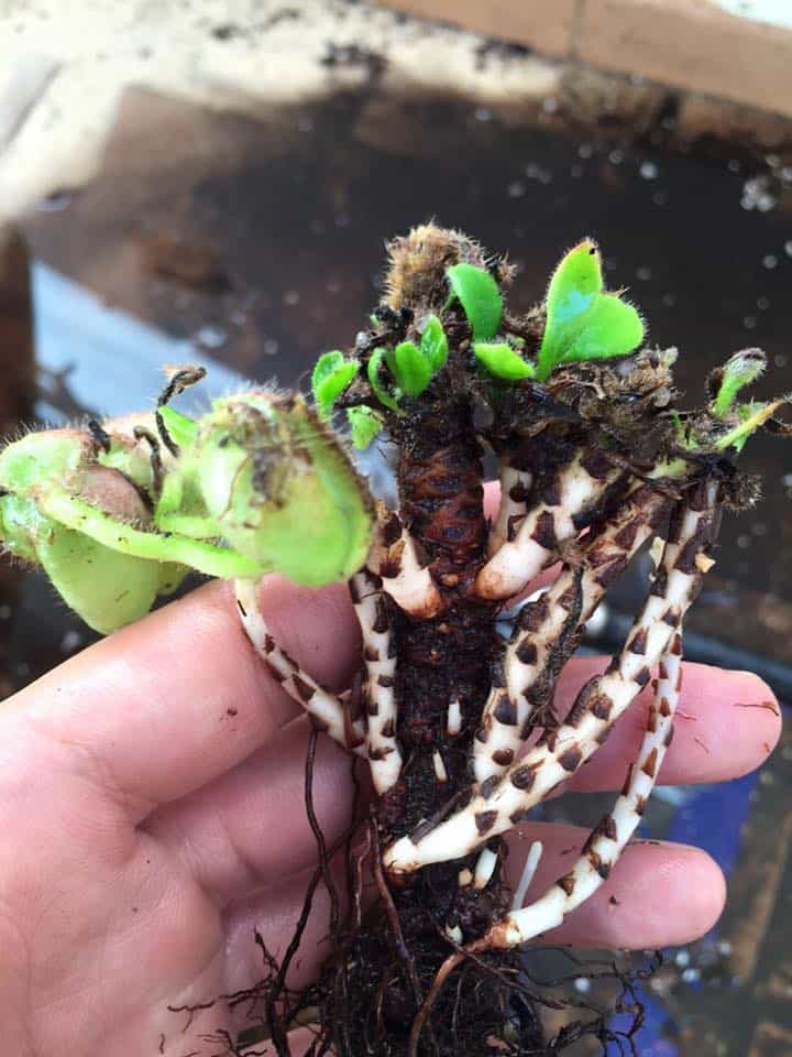 Cephalotus follicularis | Hungrytraps