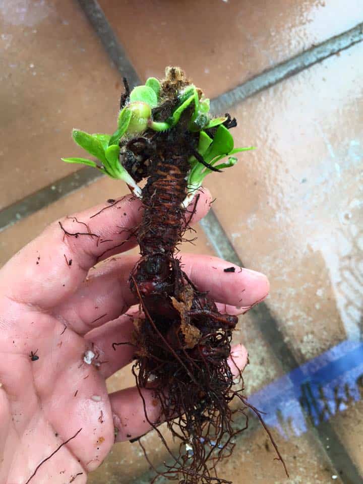 Cephalotus follicularis | Hungrytraps