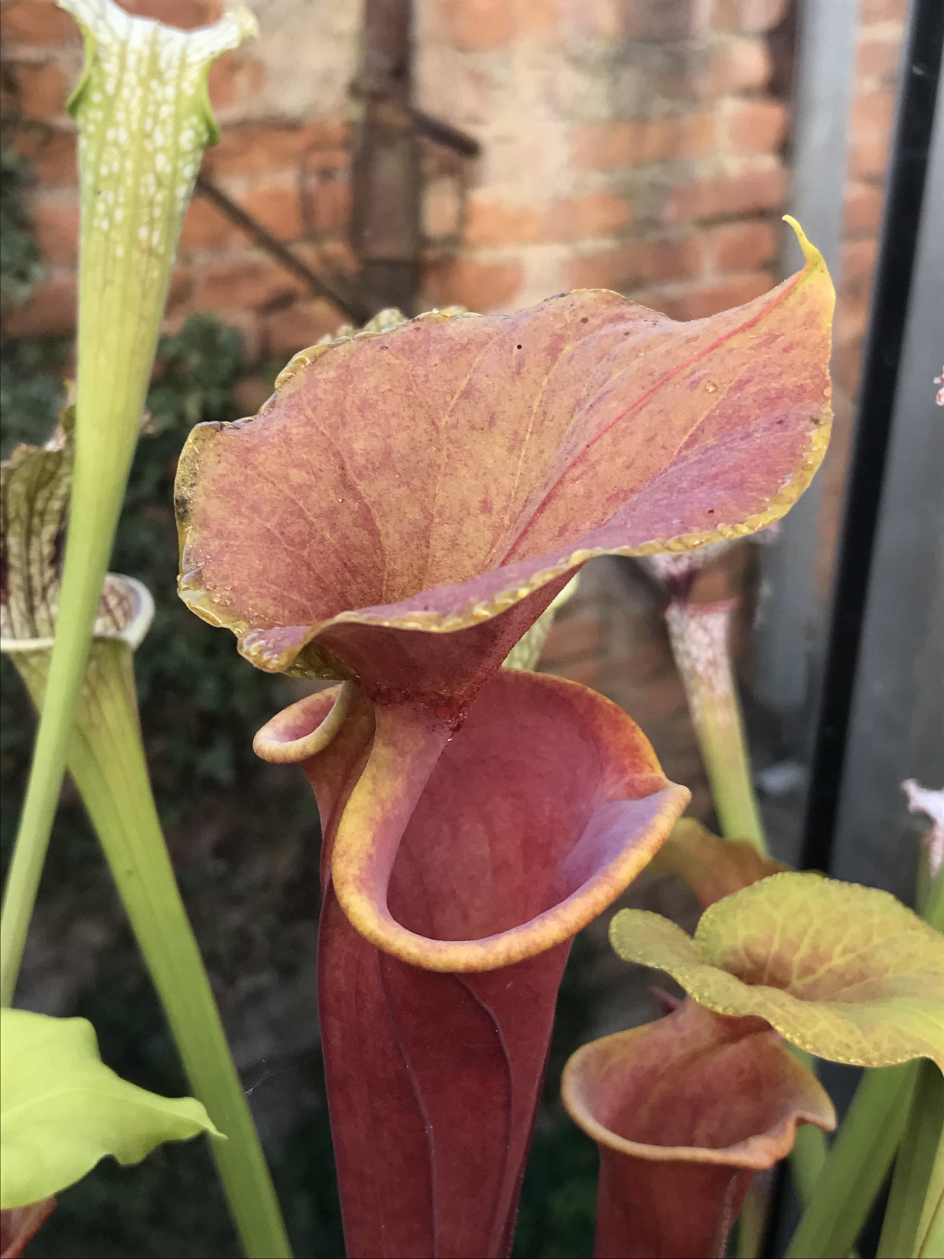 F1 - S. flava, inverted veins | Hungrytraps