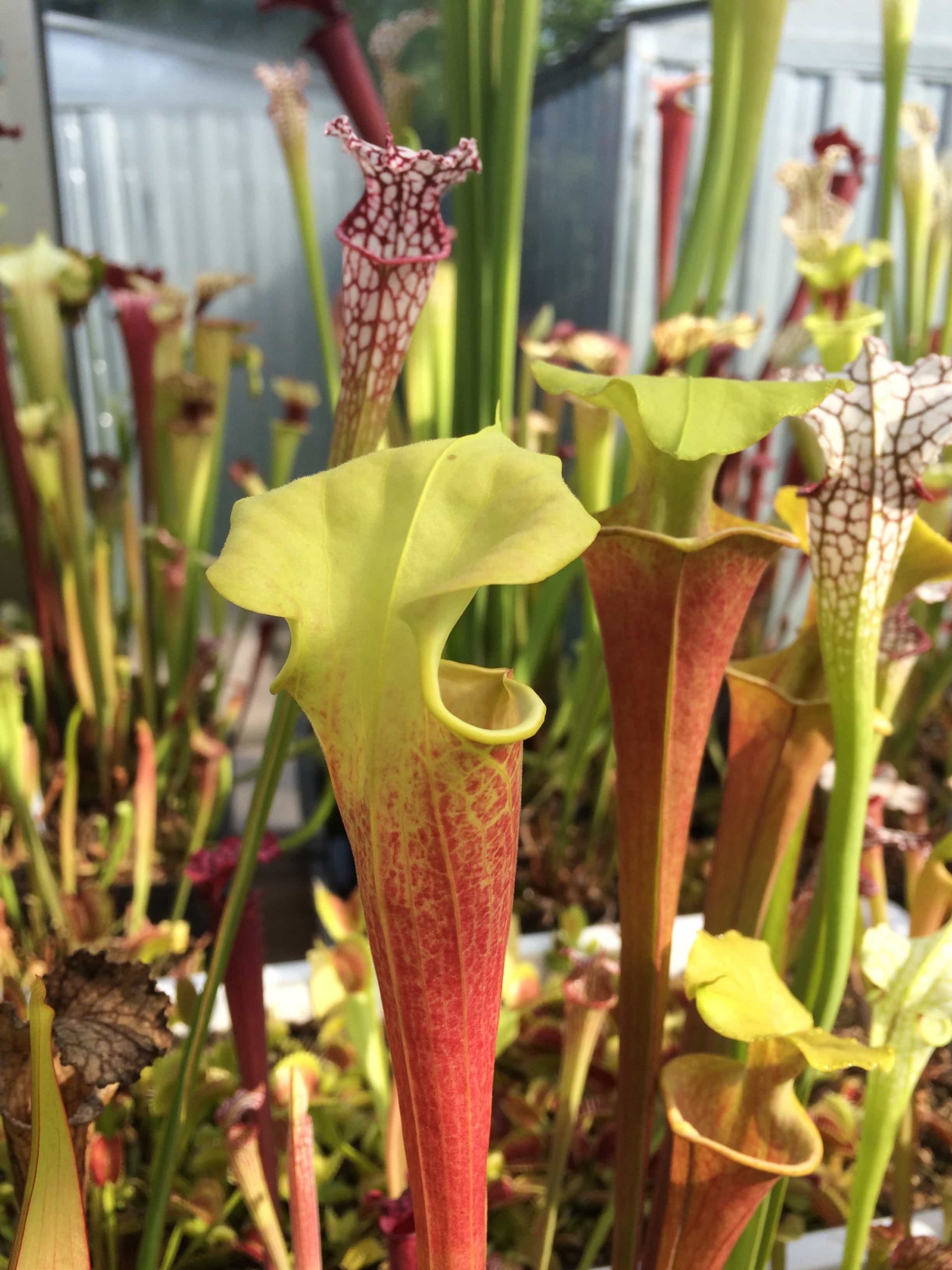 F1 - S. flava, inverted veins | Hungrytraps