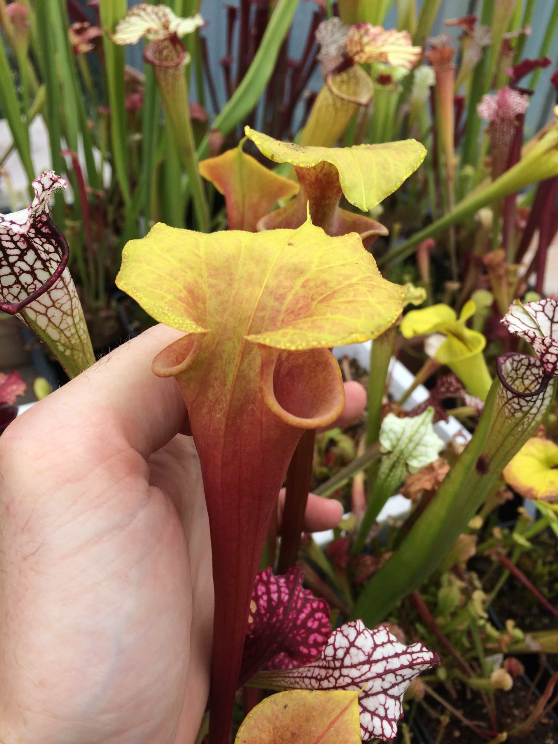 F1 - S. flava, inverted veins | Hungrytraps