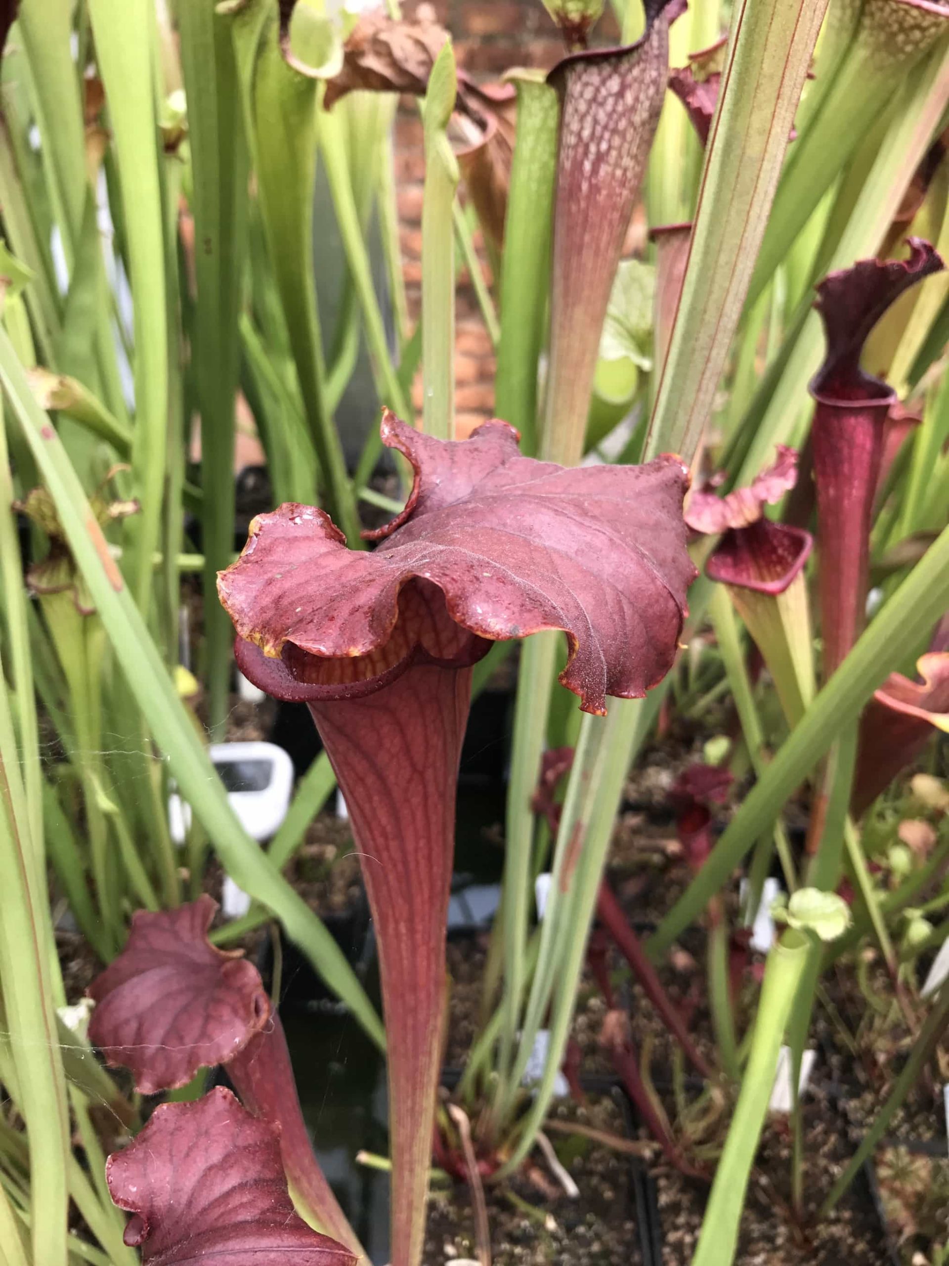 S. flava var. atropurpurea, “Kimber Red Ruffles” (F195 MK) | Hungrytraps