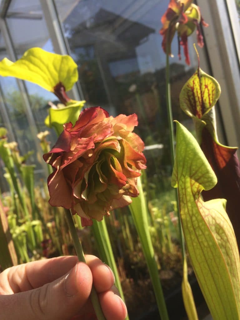 S. x leucophylla hybrid, mutant flower, clone #4 | Hungrytraps