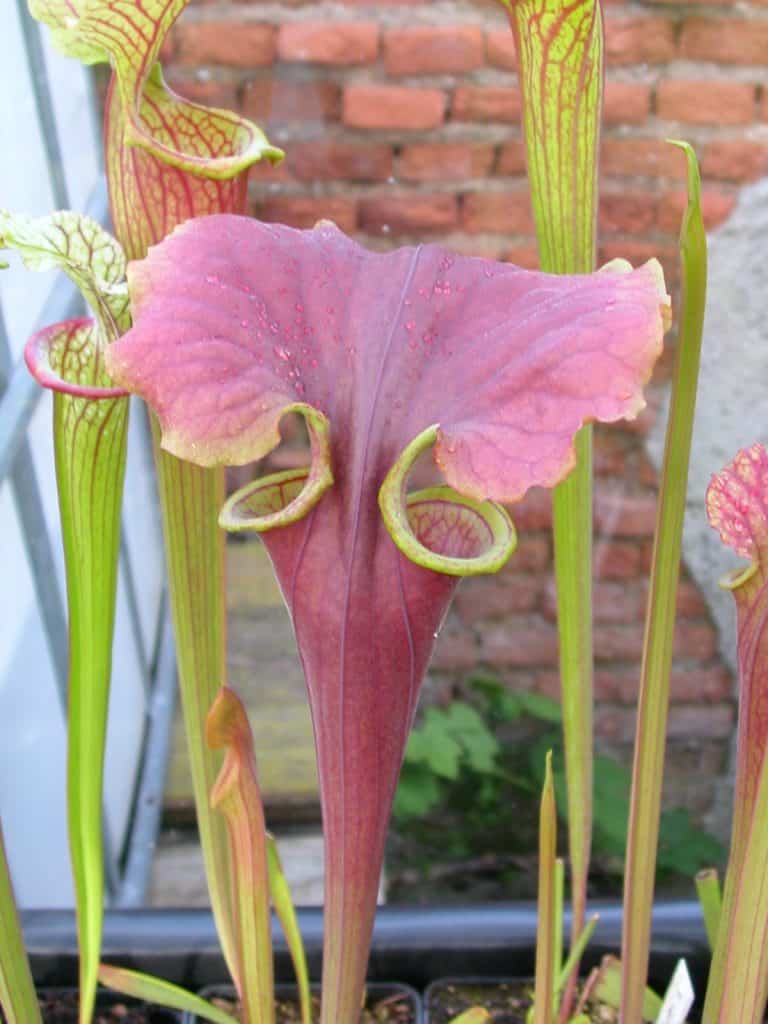 S. flava var. atropurpurea, “Kimber Red Ruffles” (F195 MK) | Hungrytraps