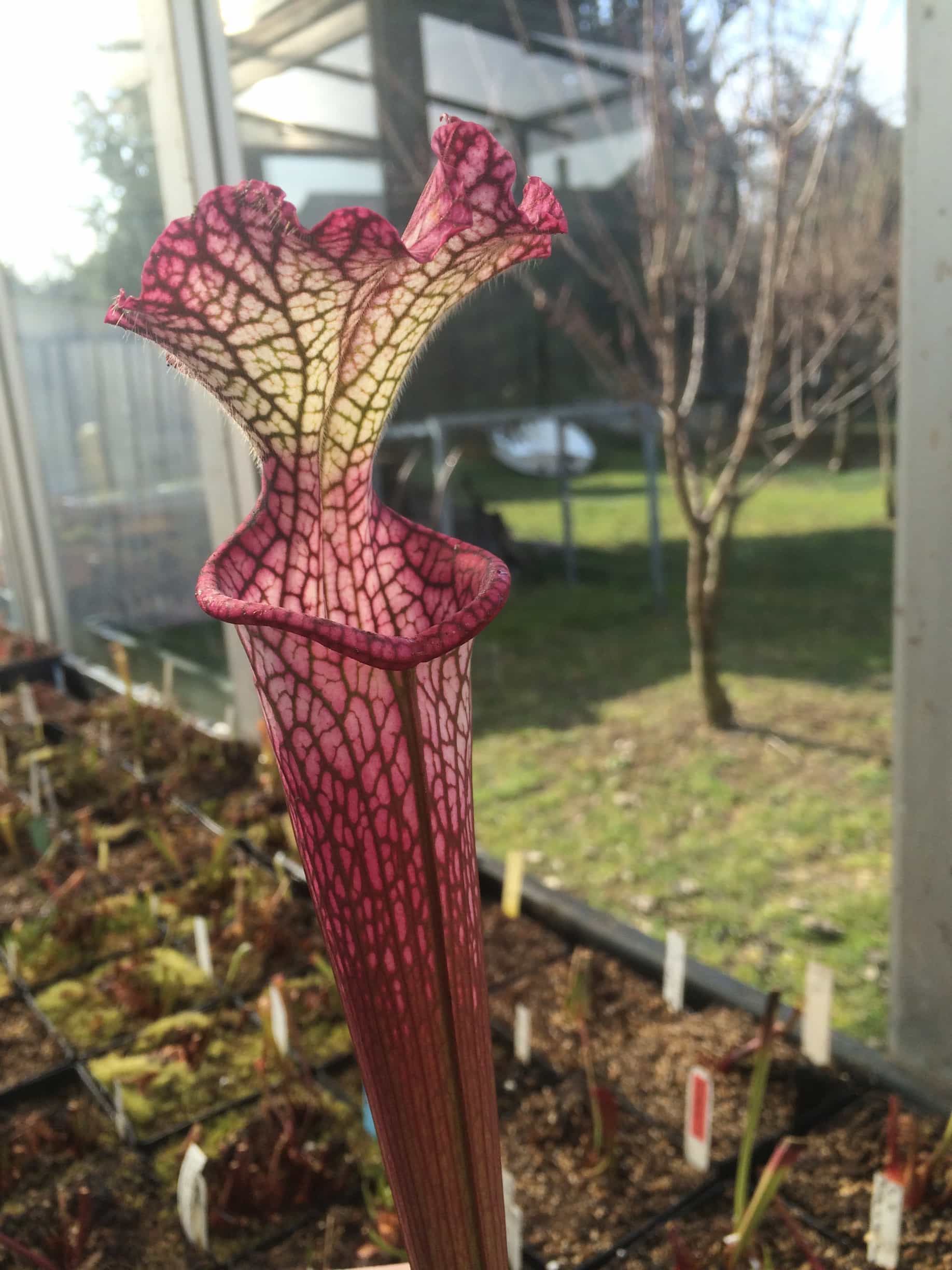 L1A - Sarracenia leucophylla, L57MK x L18MK | Hungrytraps