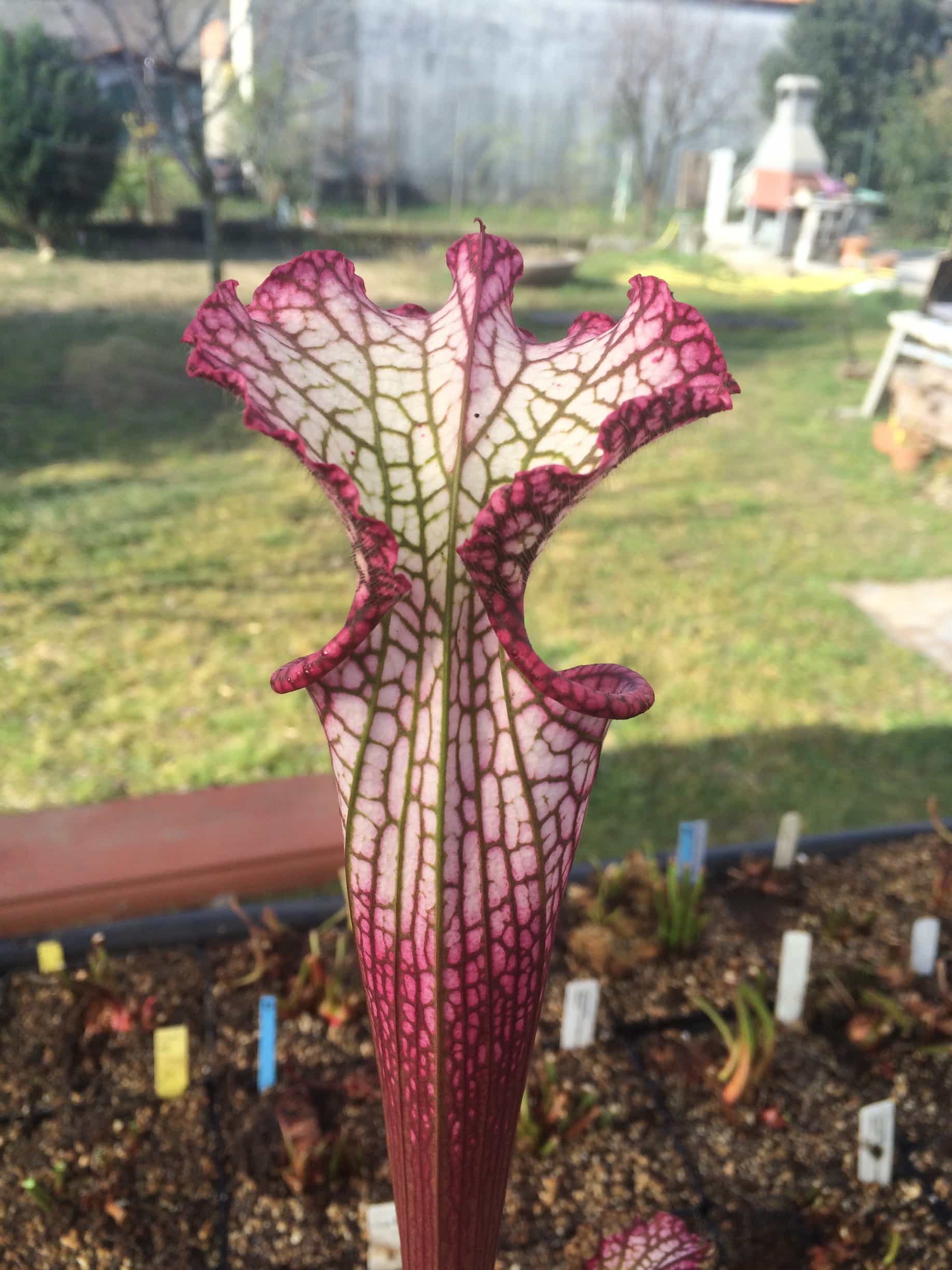 L1A - Sarracenia leucophylla, L57MK x L18MK | Hungrytraps