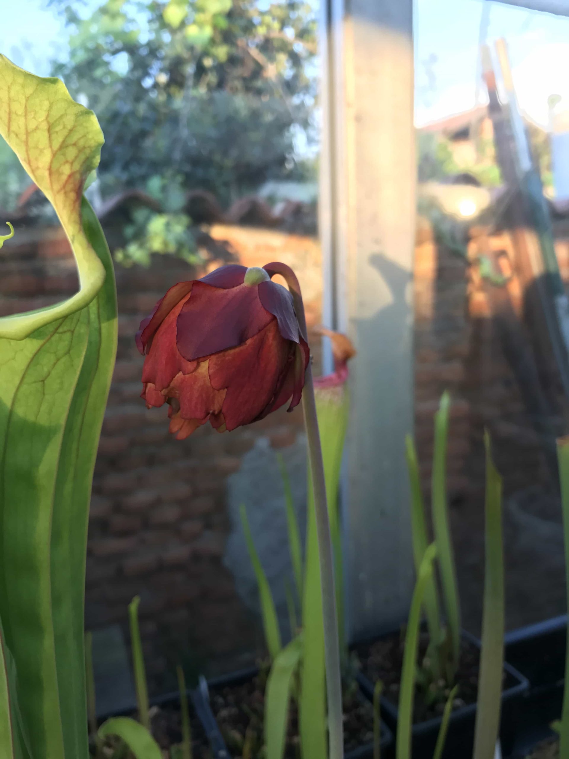 S. x leucophylla hybrid, mutant flower, clone #1 | Hungrytraps