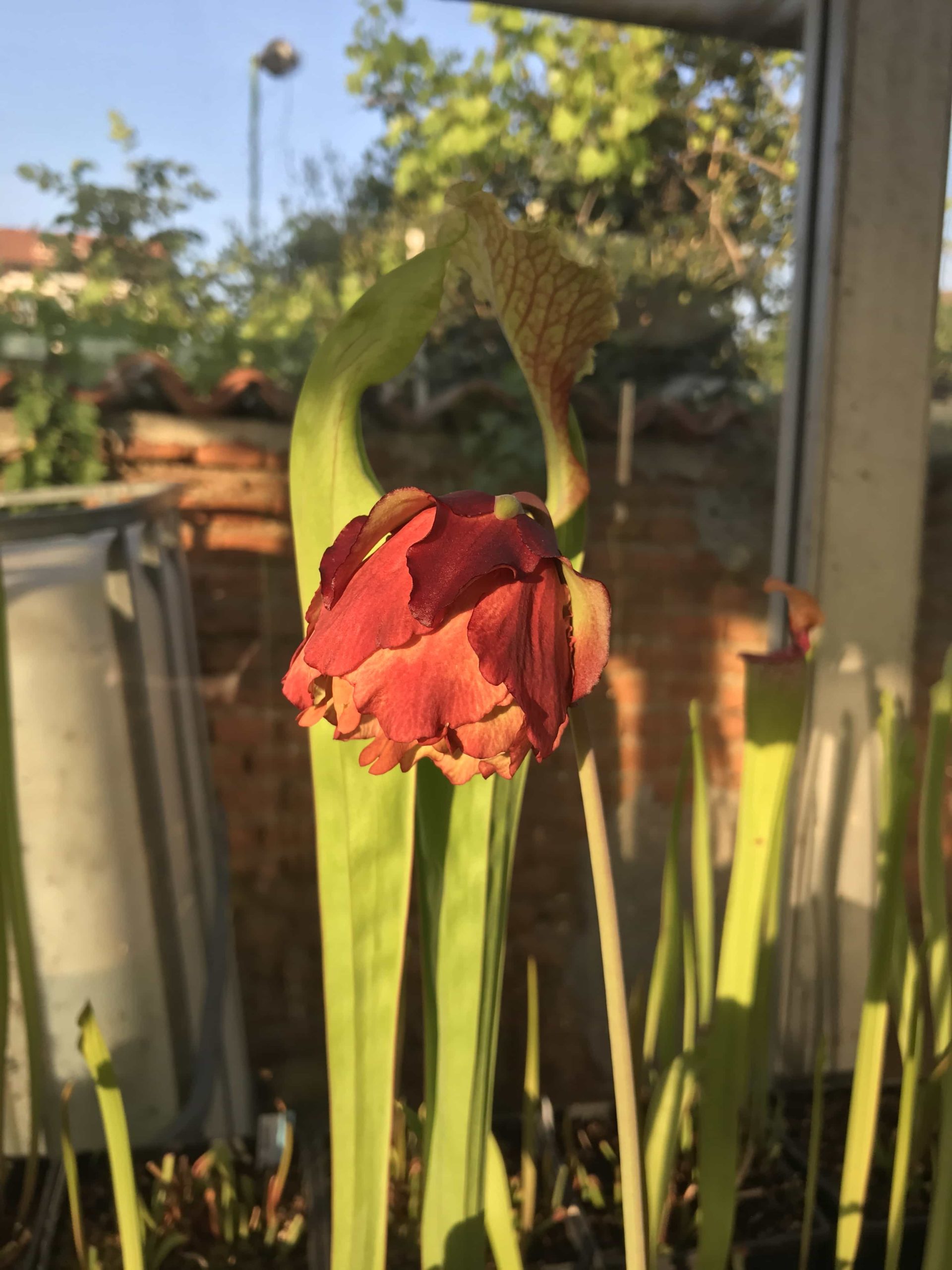 S. x leucophylla hybrid, mutant flower, clone #1 | Hungrytraps