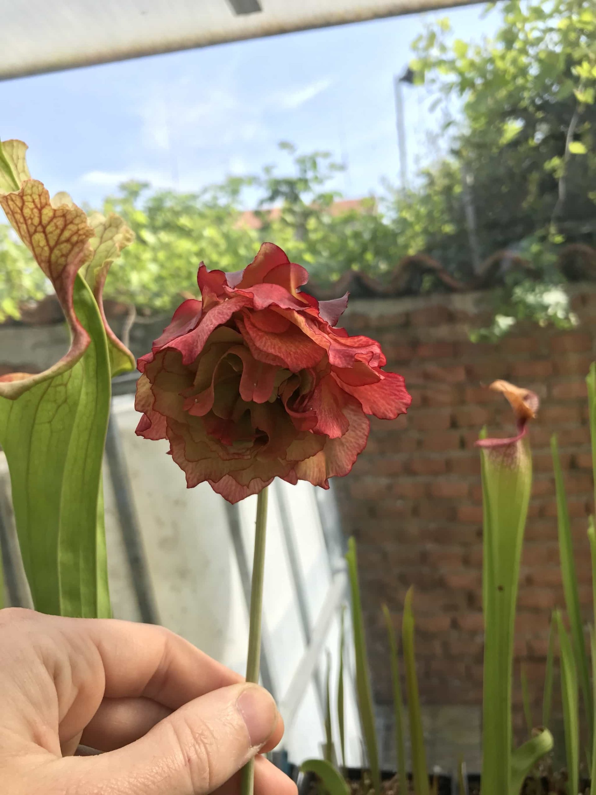 S. x leucophylla hybrid, mutant flower, clone #1 | Hungrytraps