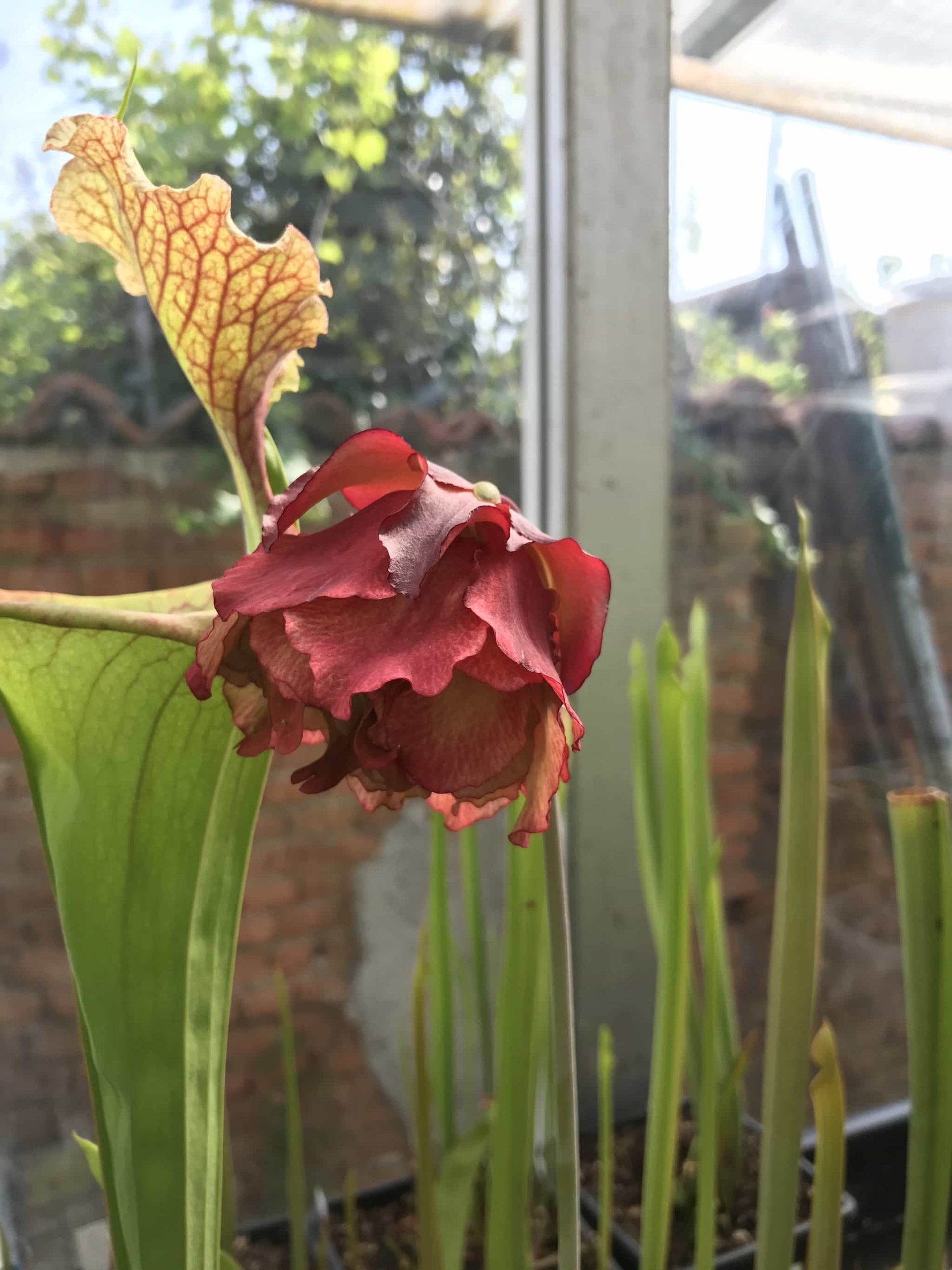 S. x leucophylla hybrid, mutant flower, clone #1 | Hungrytraps