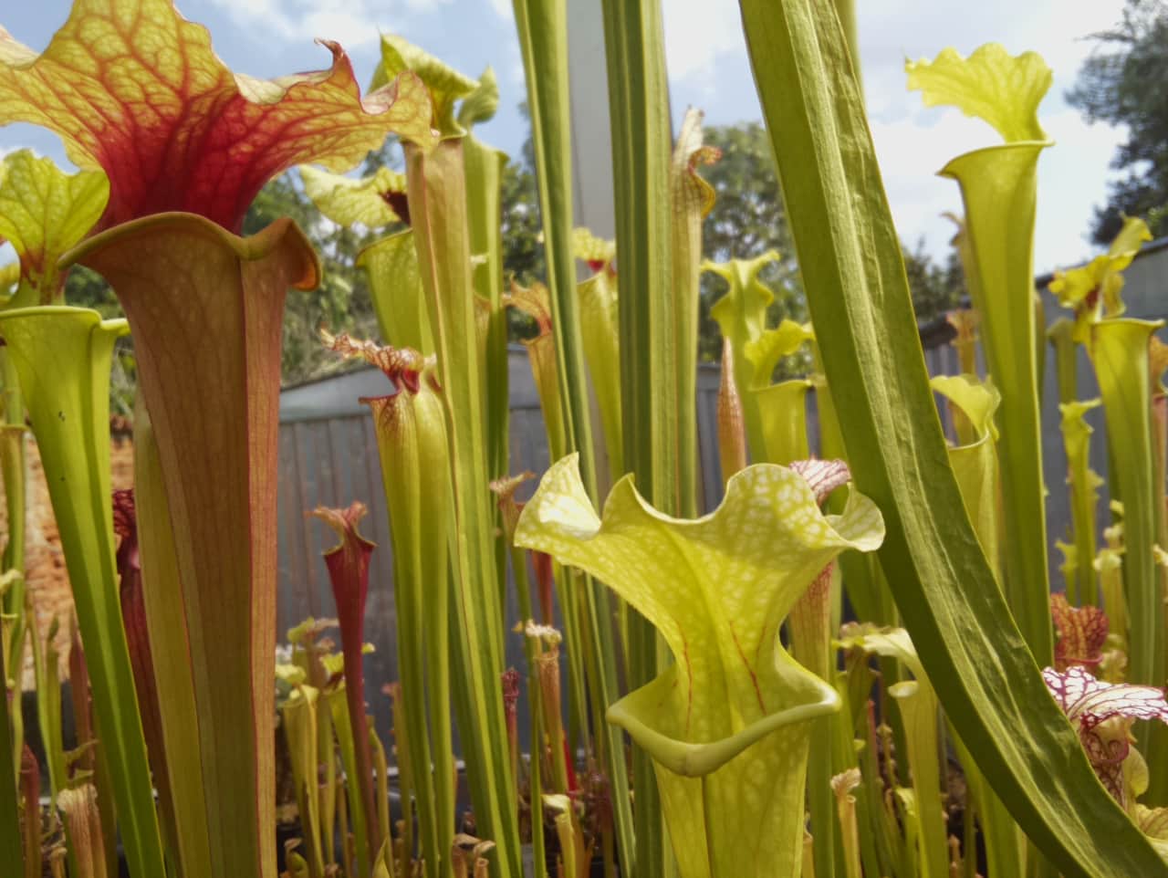 Ascidi di Sarracenia in time-lapse | Hungrytraps