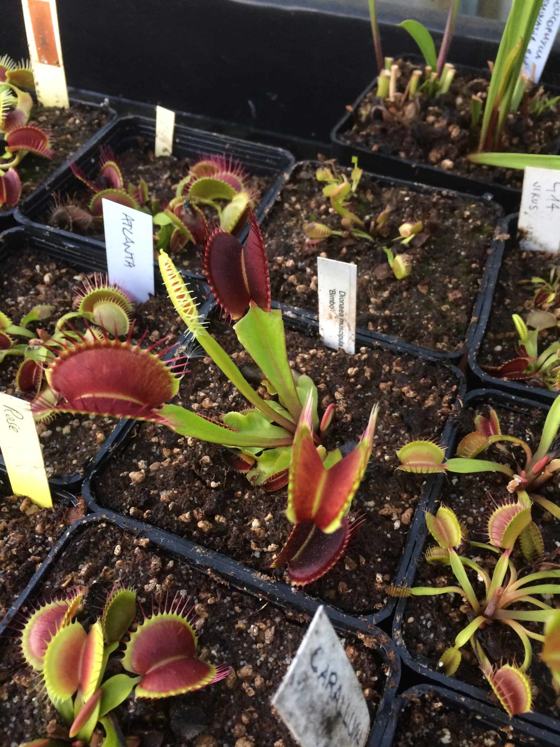 Dionaea muscipula, "Bimbo" | Hungrytraps