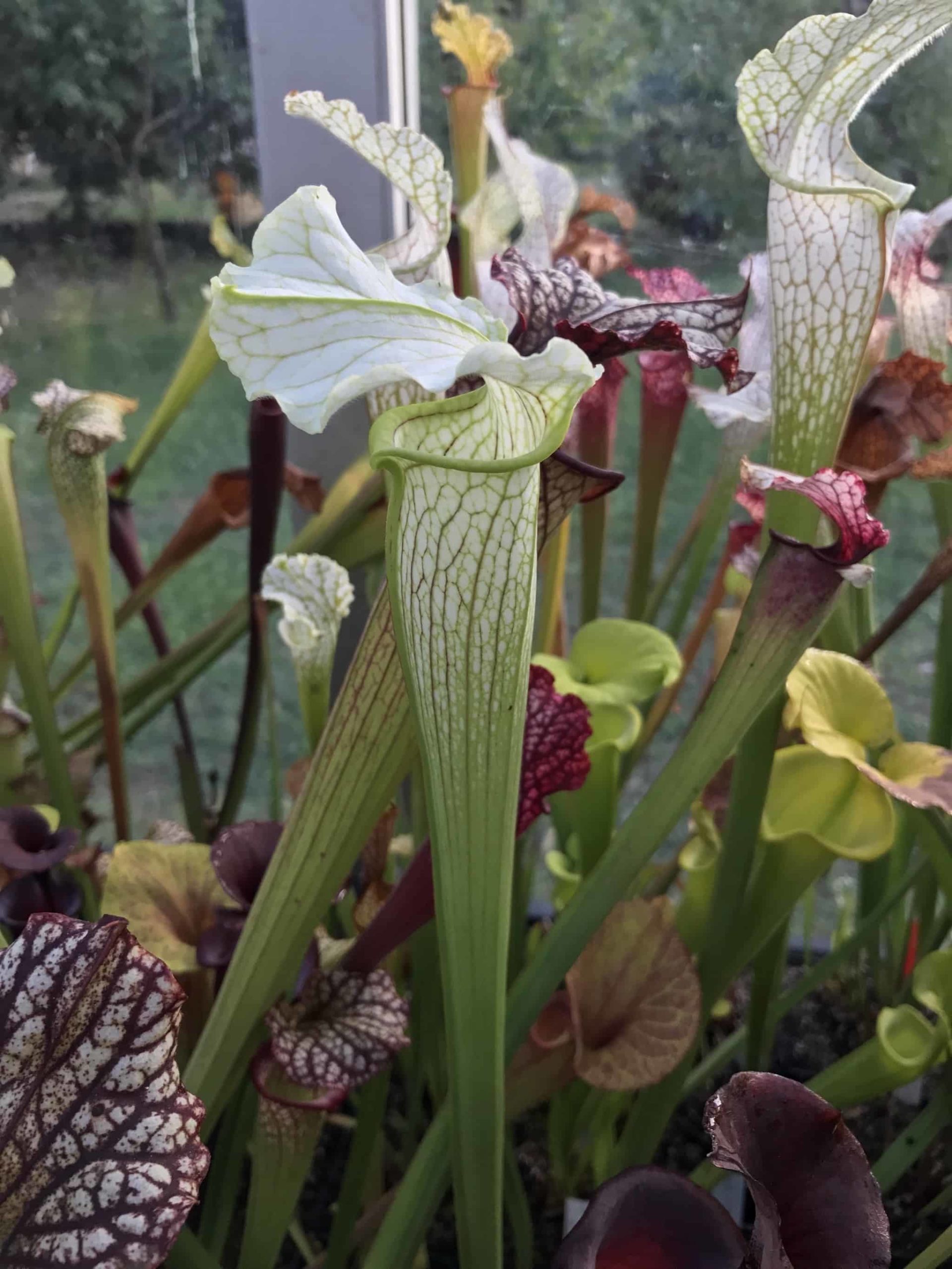 S. x "Pink Eye" | Hungrytraps