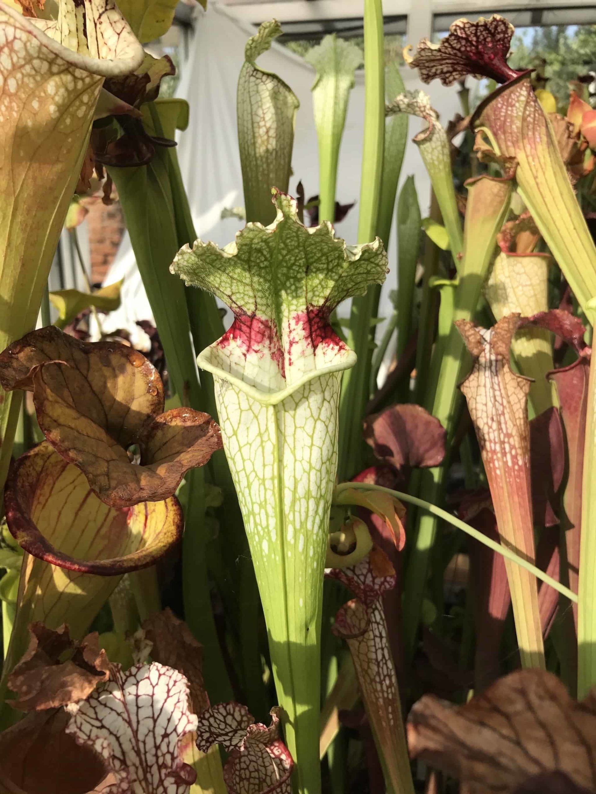 S. x moorei, “Purple Tonsil” | Hungrytraps