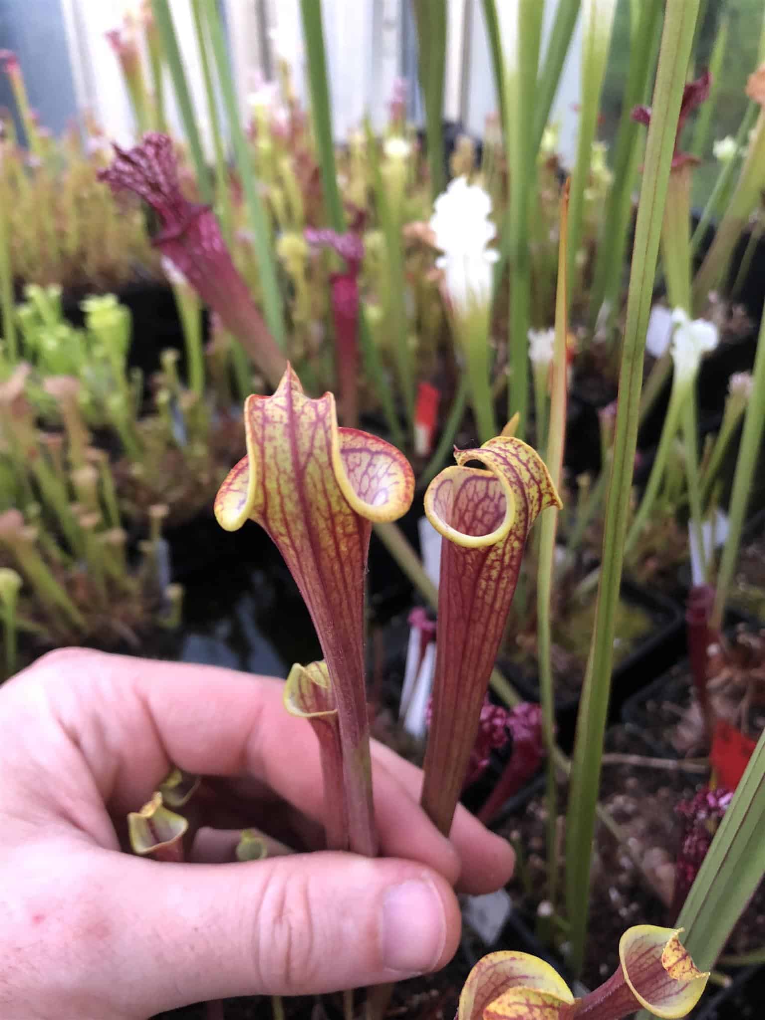 F3L - S. flava, lidless | Hungrytraps