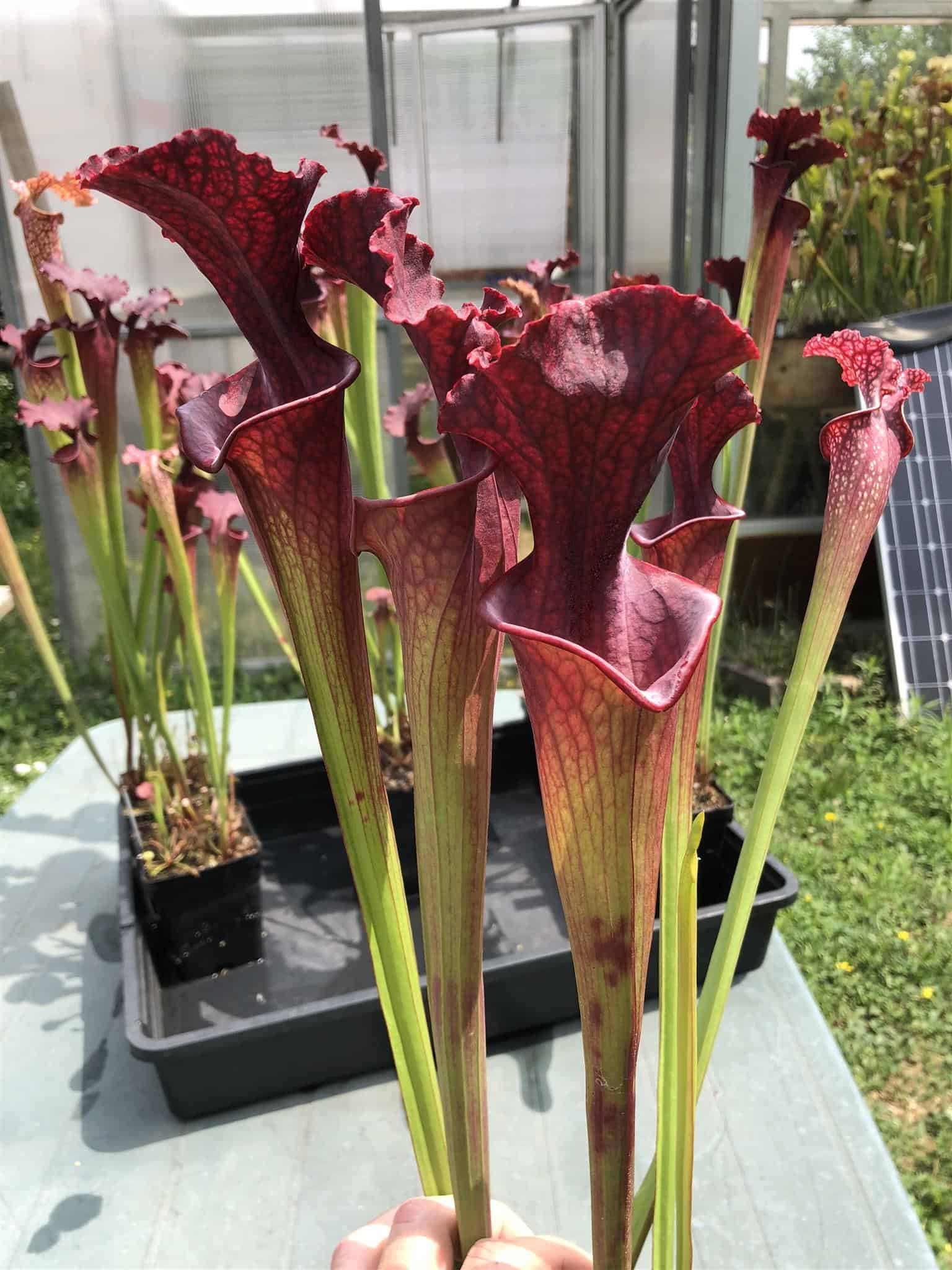 H29 - S. x moorei (leuco red x kimber red ruffles) | Hungrytraps