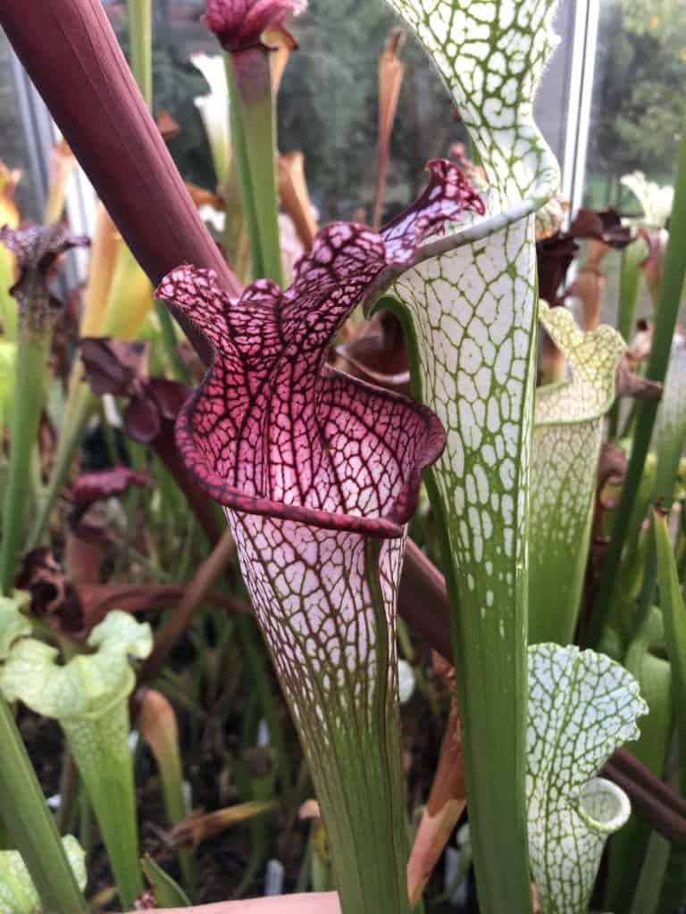 S. leucophylla, red, Splinter, Alabama (L38C MSr) | Hungrytraps